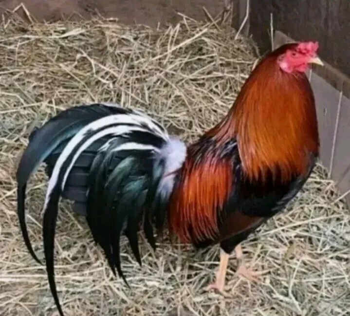 8 PURE GENE BATIA SWEATER CHICKEN HATCHING EGGS FOWL GOLDEN MONKEY GAME ...