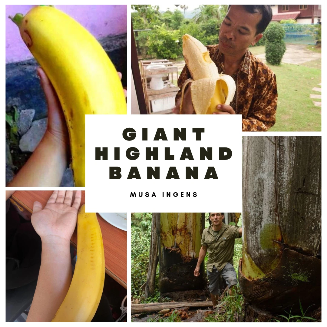 Amazing Giant Banana You Have Never Seen, 46% OFF