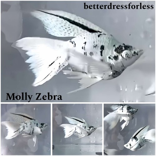Molly Zebra Balloon Veitail Blue Eyes Longvail BREEDING LIVE FISH USA ...