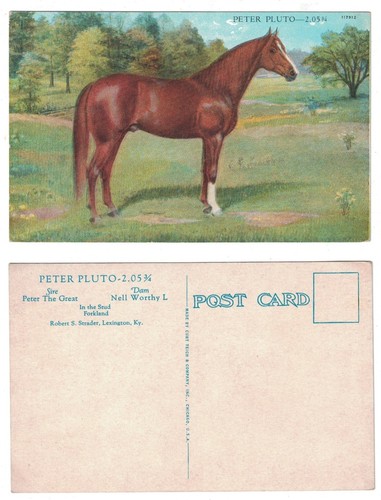 1920 RACE HORSE PETER PLUTO SIRE PETER THE GREAT LEXINGTON KENTUCKY ...