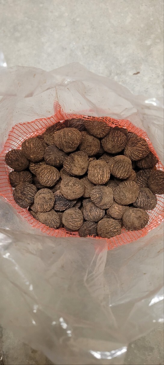 6 Pounds of 2024-Harvested Organic Black Walnuts (Hulled and Washed) | eBay