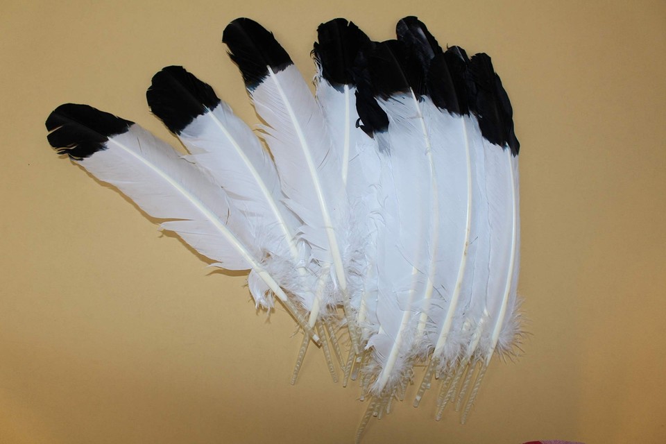 10-12 inch Turkey Quill Feathers 20 pcs, Primary Wing Quill Large ...