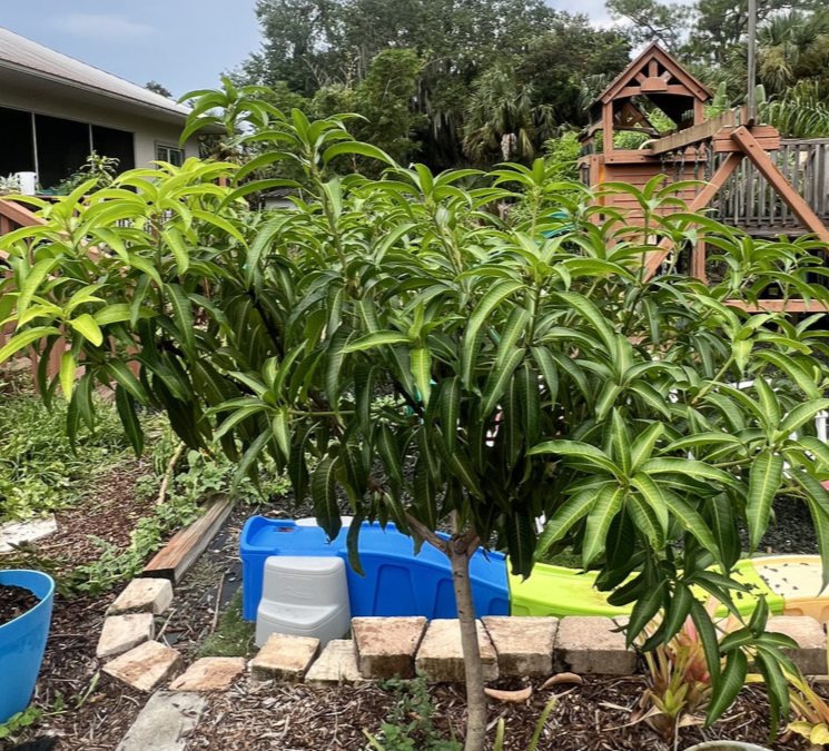 3 Mango Scion Grafting Cuttings Bud Wood For Grafting--Seacrest | eBay