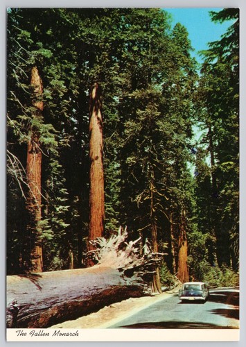 Yosemite National Park California, Fallen Monarch Tree, Vintage ...