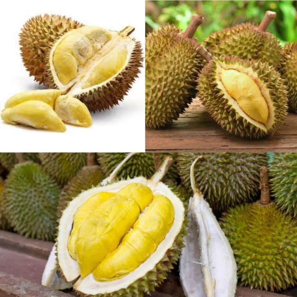 5 Musang King Durian Fruit tree Seeds|Durio zibethinus| | eBay