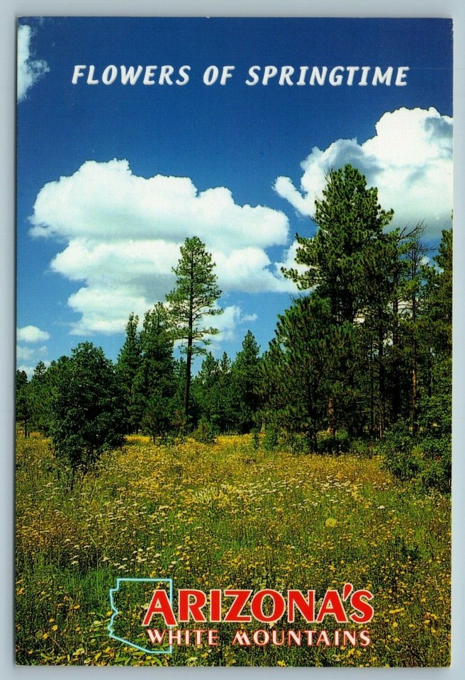 2 Arizona's White Mountains RPPC Chrome Postcards Spring & Fall ...