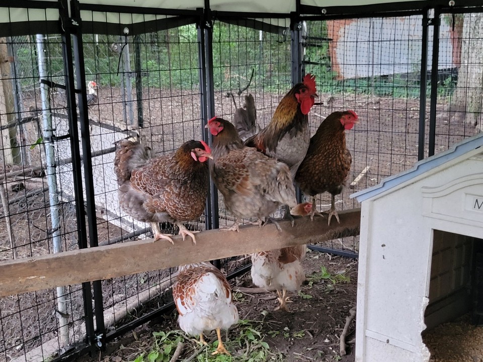 Blue Laced Red Wyandotte Splash Hens | eBay