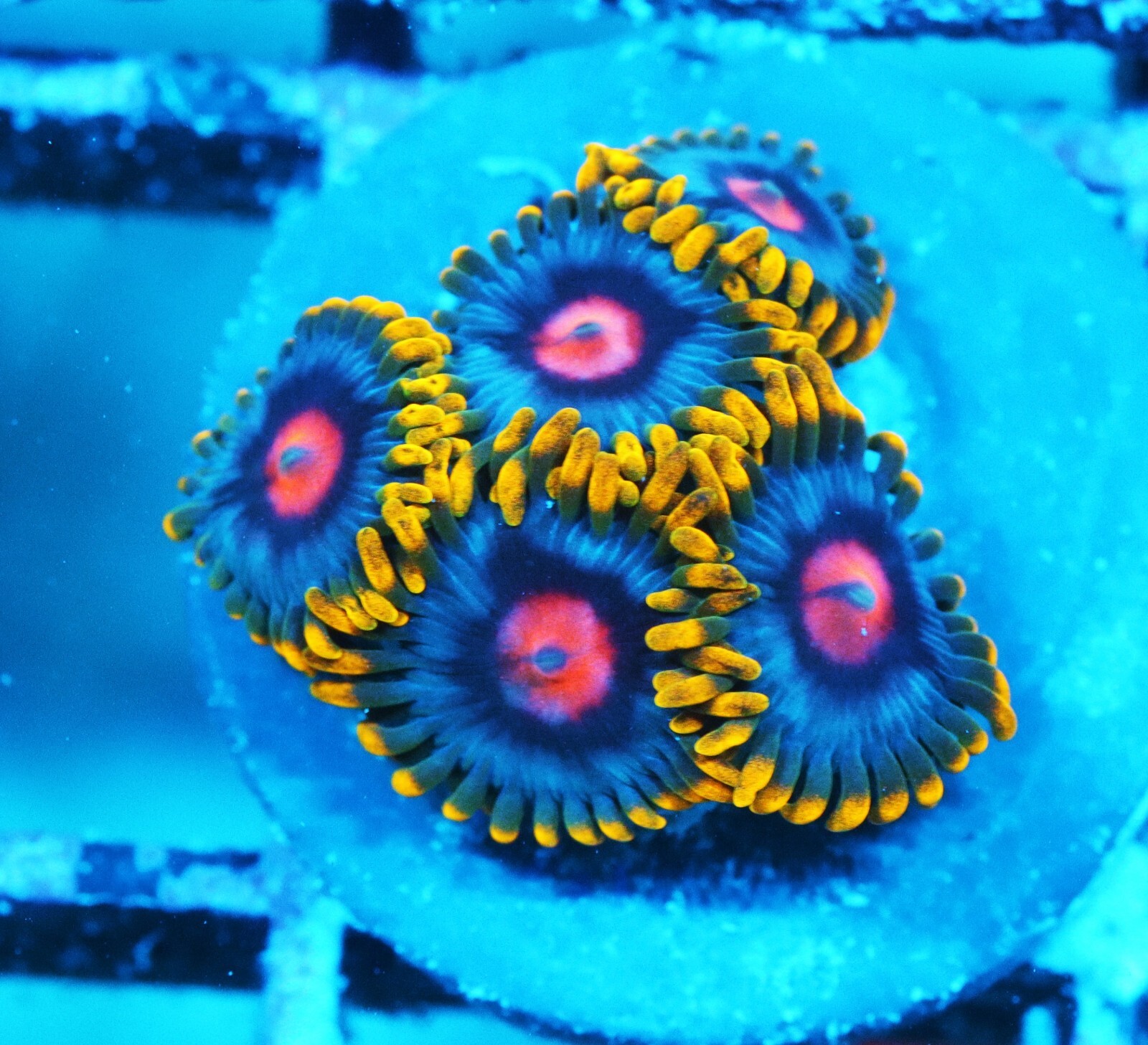 WC Blue Magic Zoa Zoanthids Paly Zoa SPS LPS Corals, WYSIWYG | eBay