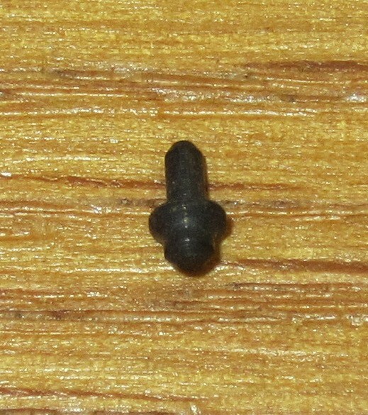 Remington 552 Semi Auto 22 Rifle Extractor Spring Seat New OEM | eBay