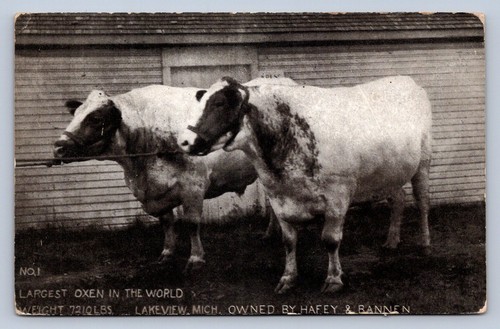 J93/ Lakeview Michigan Postcard c1910 Largest Oxen In The World 6 | eBay