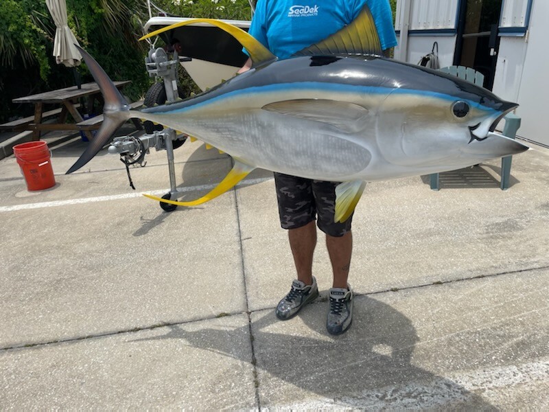 62" Yellowfin Tuna Two Sided Fish Mount Replica - Quick Production | eBay
