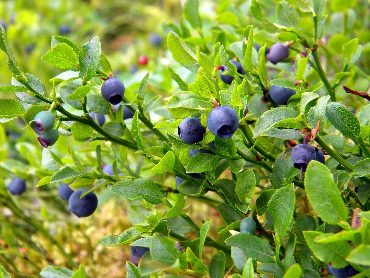 BILBERRY FRUIT. Great for tarts. Vaccinium Myrtillus. 50 seeds. | eBay UK