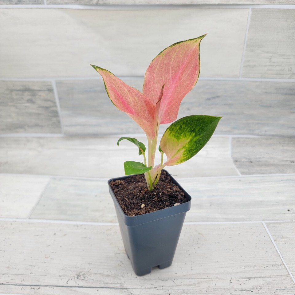Aglaonema China red, Red Chinese Evergreen plant in 3" Pot | eBay
