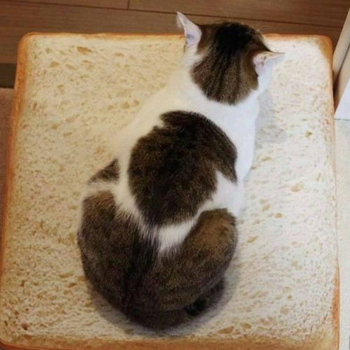 Bread Cats Bed Toast Bread Slice Style Pet Mats Cushion Soft Warm ...