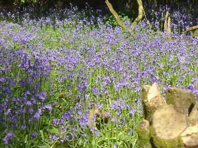 Photo 6x4 Buttermere Bottom Bluebells Buttermere/SU3461 Spring flowers ...