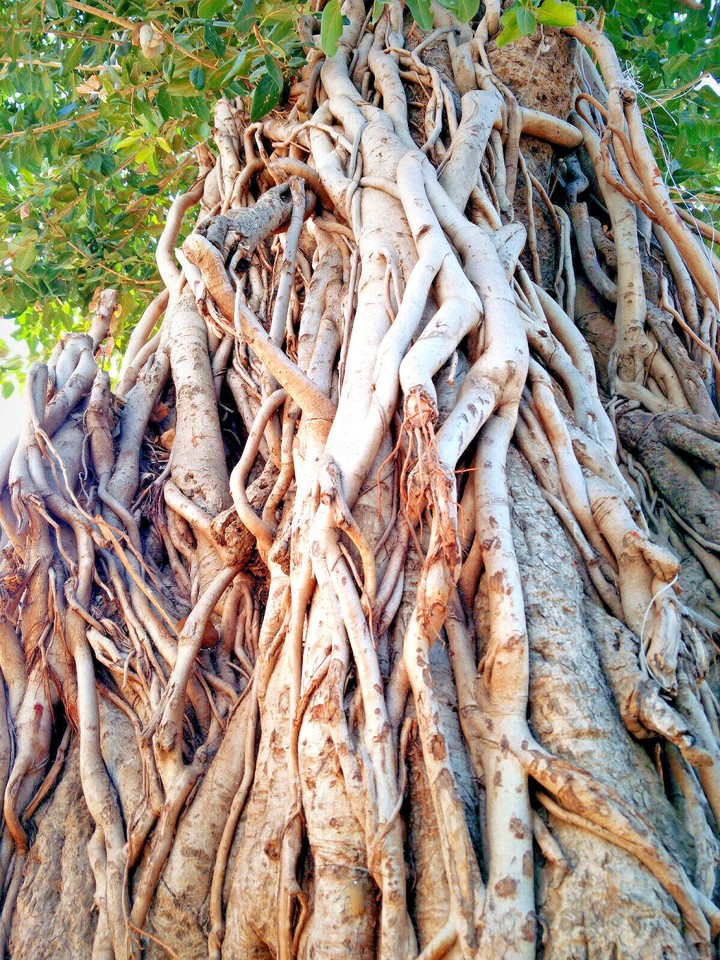 80+ Medicinal Ficus Religiosa Seeds: Budha Peepal, Sacred Fig, A ...