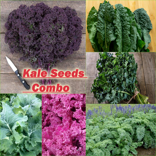 Kale Seeds 10 Packs Combo Garden VEGETABLES Seeds SALAD Cooking Grow ...