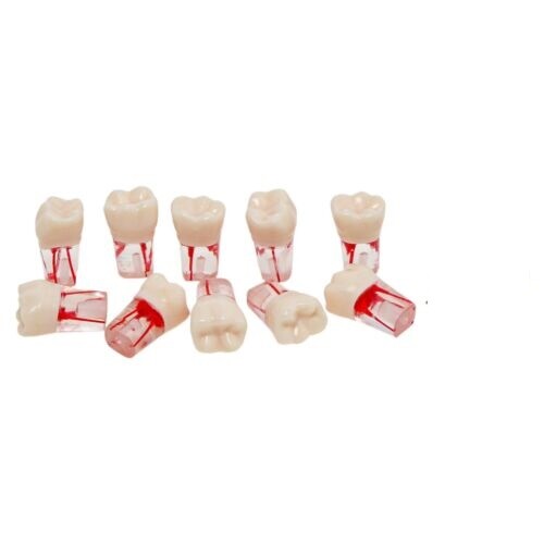 New Dental RCT Endo Root canal Practise Typodont Teeth Model | eBay