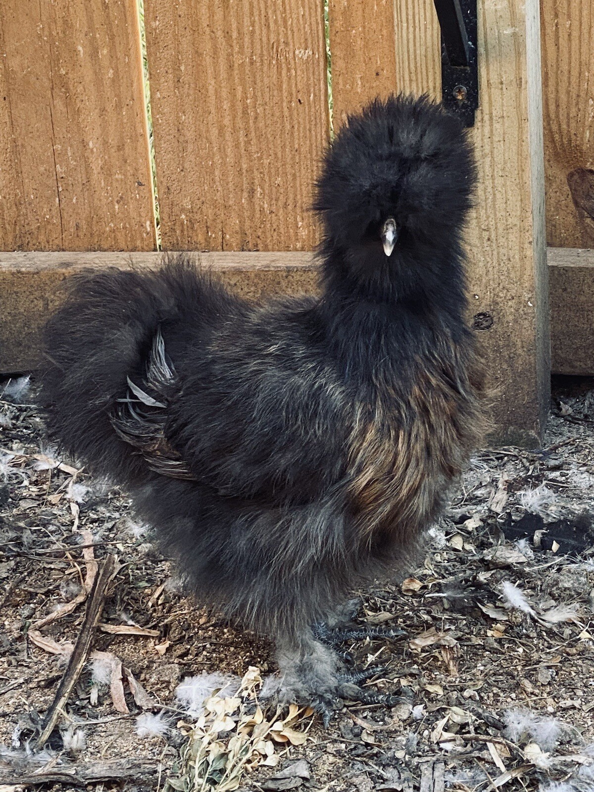 6 Show Quality Silkie Chicken Fertile Hatching Eggs,all Colors,Bearded ...