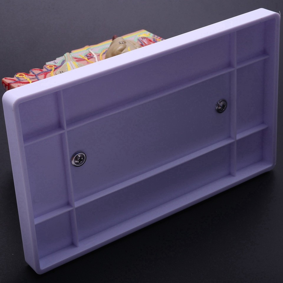 Skin Model, 35X Skin and Hair Structure Enlarge Model Anatomical ...