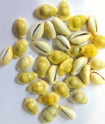 Pooja Parcel Yellow Lakshmi Kaudi | Peeli Kowdi Cowrie Shells | Vastu ...