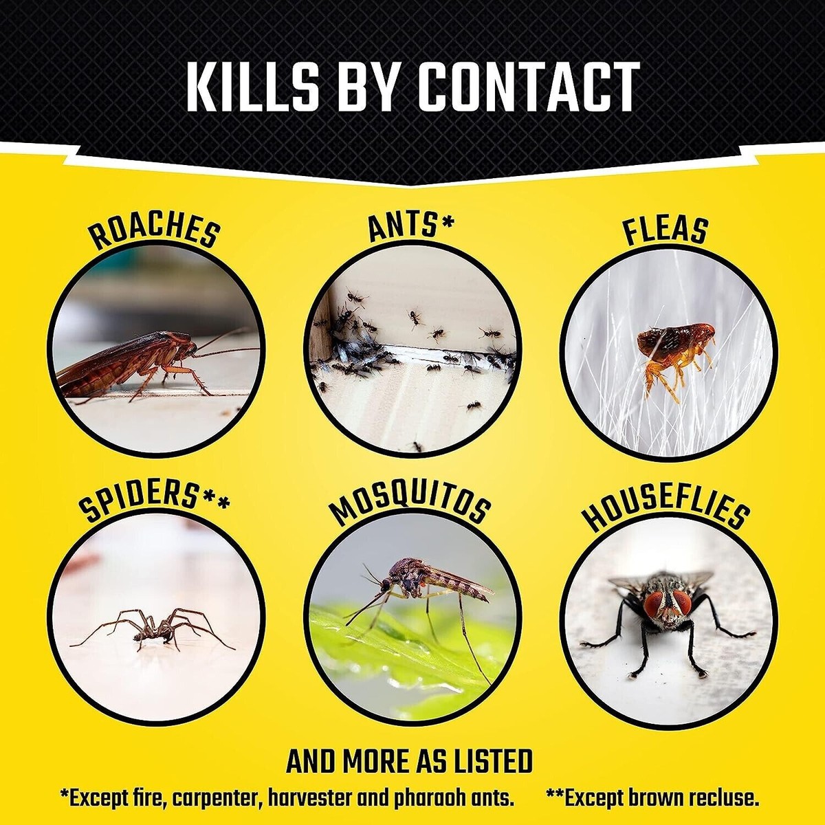 Spider Killer Bug