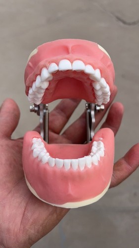 Maxillary+Mandibular Tooth Extraction Practice Model Dental Typodont ...