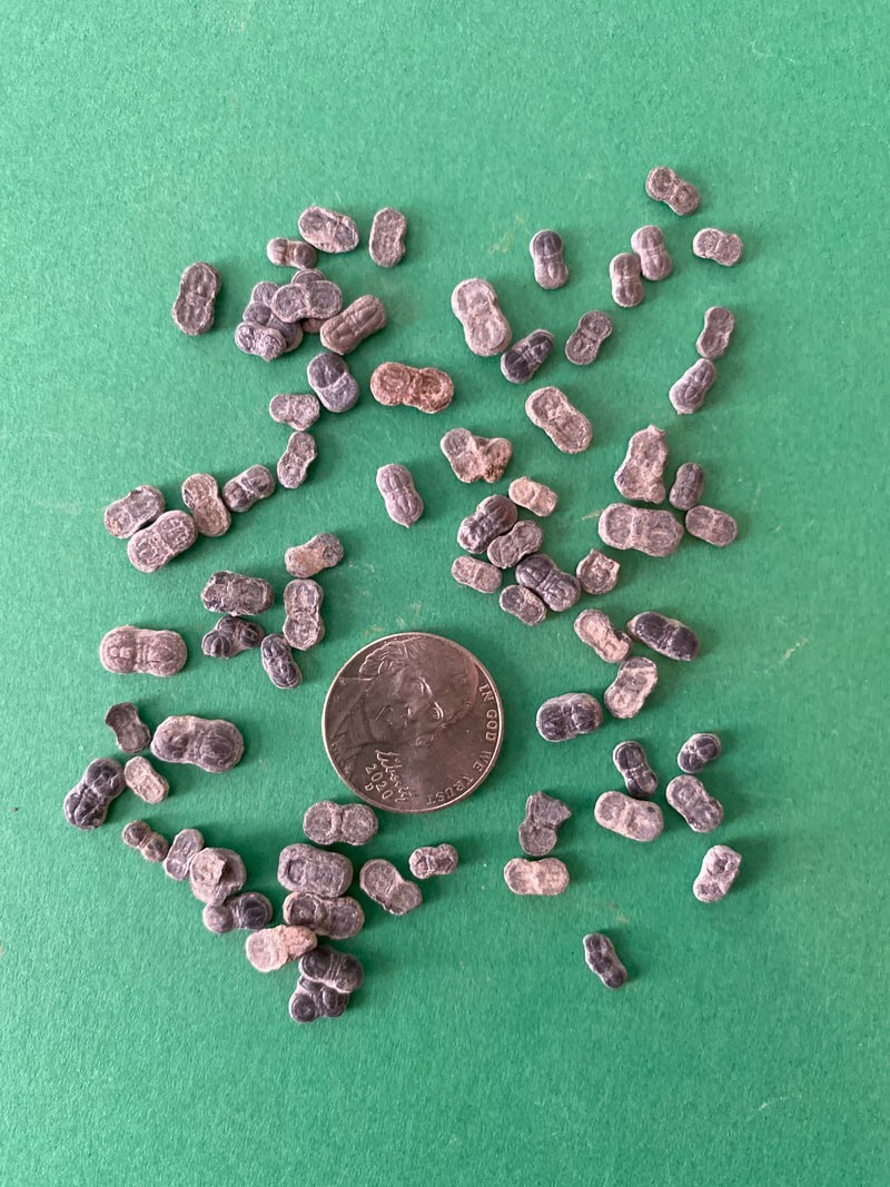 12 Peronopsis blind trilobites Cambrian period from Utah fossils fossil ...