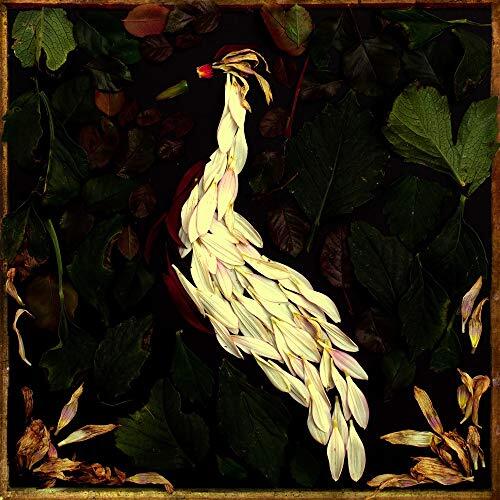 Fortunate Fall - Audio CD - GOOD 859710162276| eBay