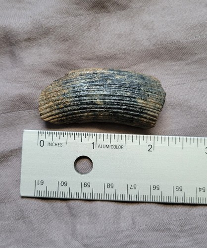 Rare Unique Color Giant Beaver Huge Mammal Tooth Fossil Ice Age Of ...