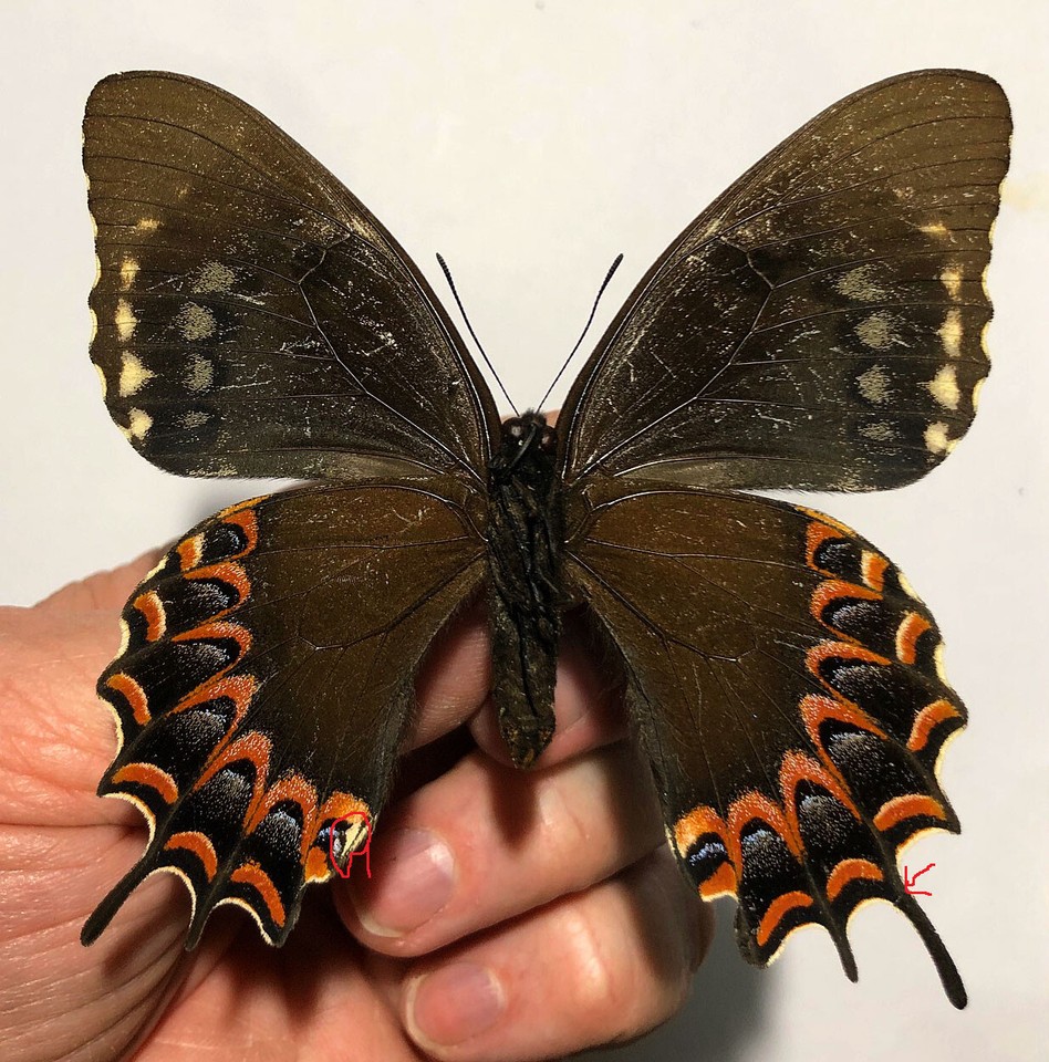 PAPILIO ABDERUS ABDERUS ****female Nr. 1 form AMERIAS**** Mexico ...