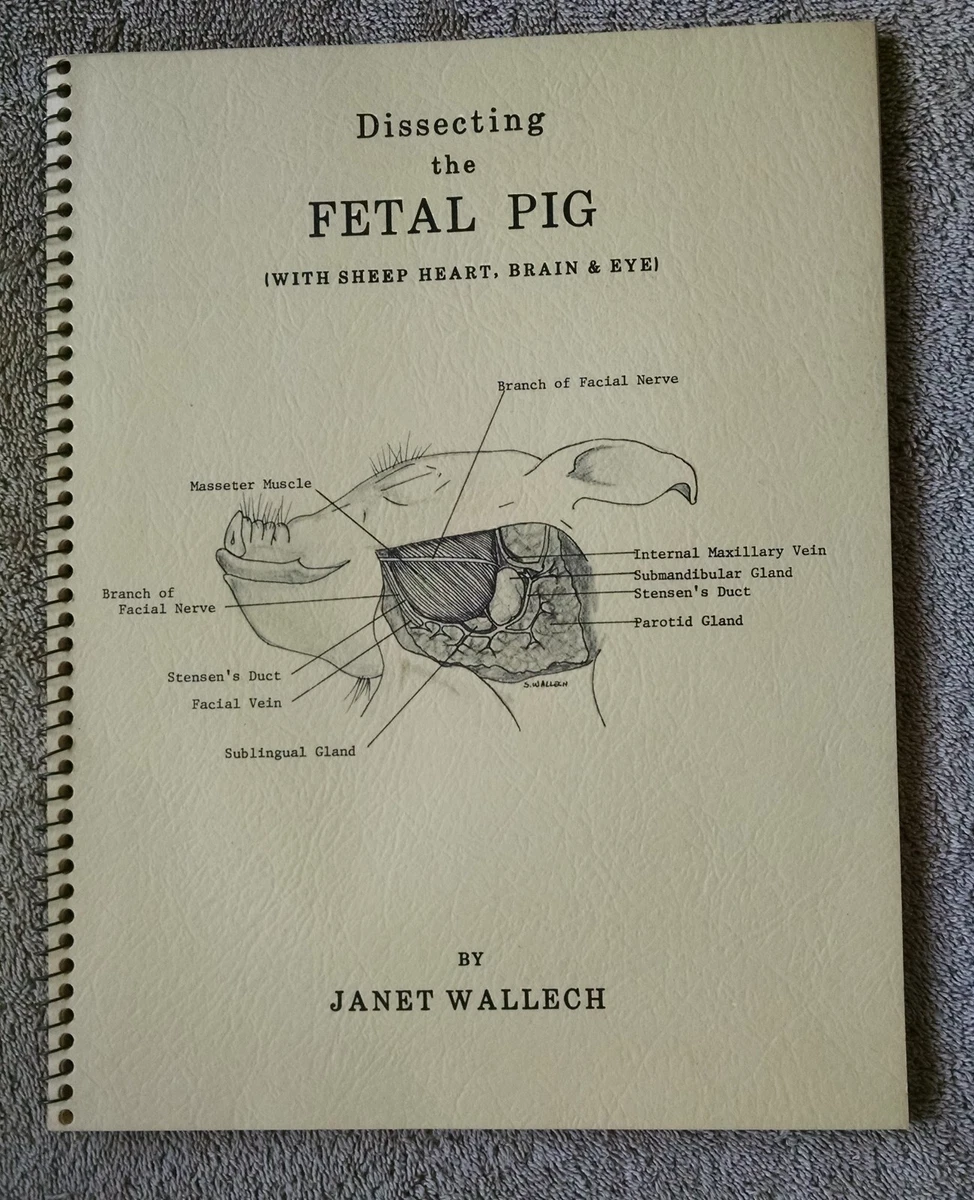 Fetal Pig Brain Diagram
