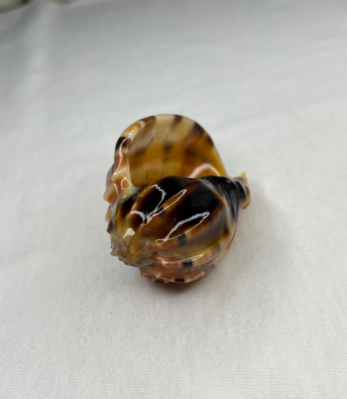 Harpa major conoidalis- HAWAII HARP, RARE, EXCEPTIONAL, 63.6 MM | eBay