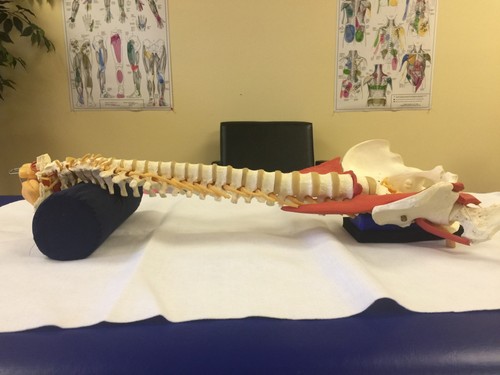 Sacro Wedgy Neck support/ cervical pillow | eBay