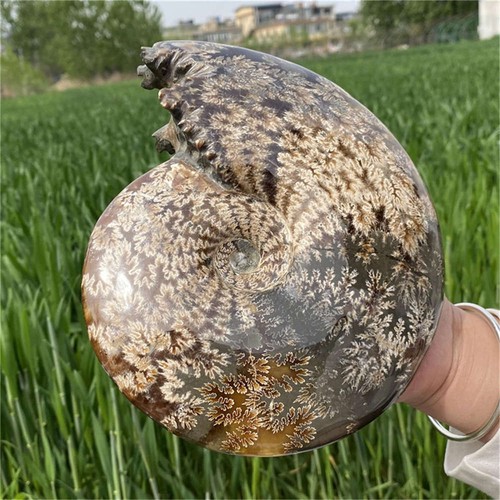 1.74kg Natural Ammonite Fossil Quartz Crystal Specimen Reiki Healing | eBay