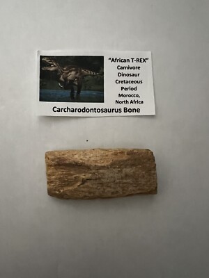 African T Rex Fossil Carcharodontosaurus Bone | eBay