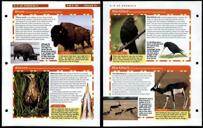 Bison - Blackbuck #15 A-Z Animals, Animals, Animals Fact File Page ...