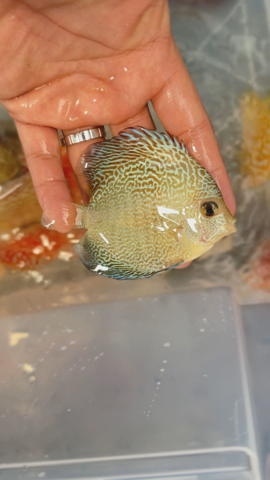 High Quality Blue Snakeskin Discus Fish. - 3.5in . USA BREEDER | eBay