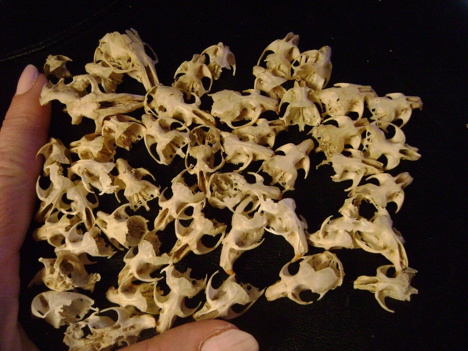 50 BROKEN RAT SKULLS real animal bones head skeleton taxidermy art ...