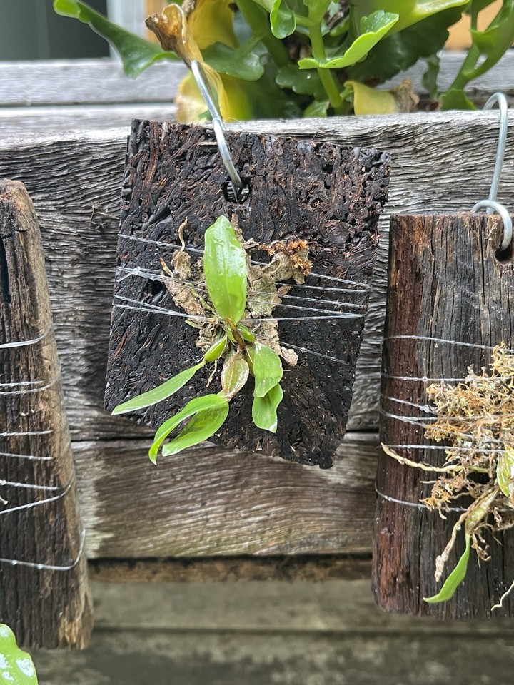 Dendrobium Tetragonum Australian Native Orchid | eBay Australia