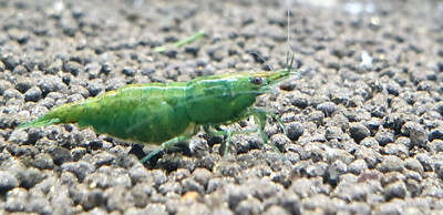 20+2 Green Jade Shrimp Freshwater Neocaridina Aquarium Shrimp. Live ...