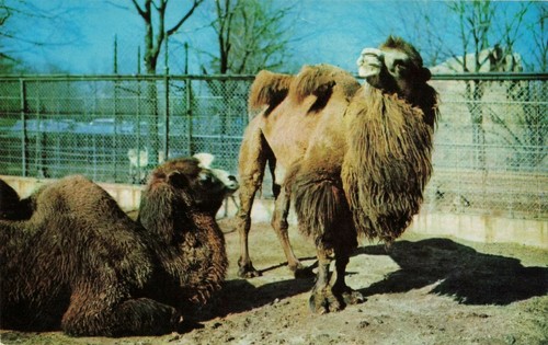 Bactrian Camels - National Zoological Park - Washington DC - Postcard ...