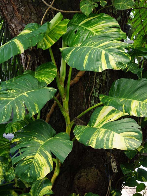 Rare Giant Hawaiian Variegated Fenestrated Golden Pothos