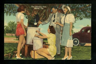 Tree postcard Artesian Tree Miami, Florida FL linen Curt Teich | eBay