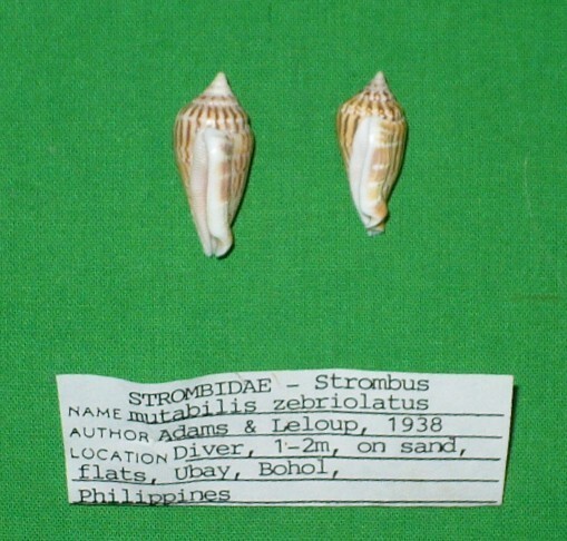 STROMBUS MUTABILIS ZEBRIOLATUS #M4547 Ubay, Bohol, Philippines 25 & 28mm | eBay