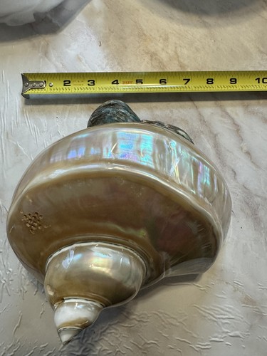 Large Green Turbo Marmoratus Turban Sea Shell Mother of Pearl 9 In | eBay