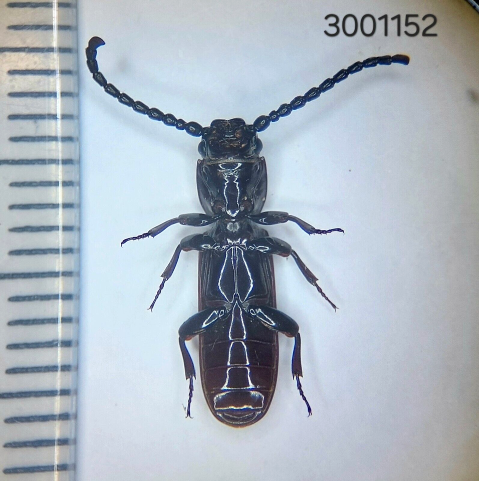 Passandridae sp. #1152 A1 NORTH THAILAND | eBay