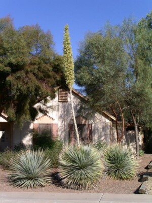 Dasylirion wheeleri | Blue Sotol | Desert Spoon | 20 Seeds | eBay