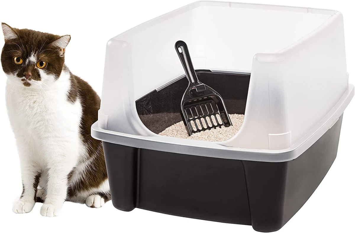 A Poop In Litter Box