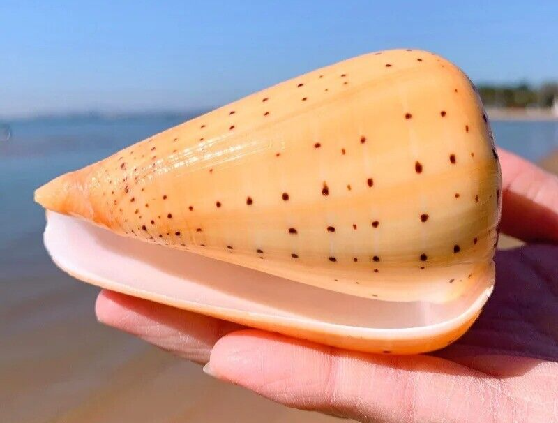 Large Conus Betulinus Conidae Seashell Rare Real Conch Beach Home Decor ...